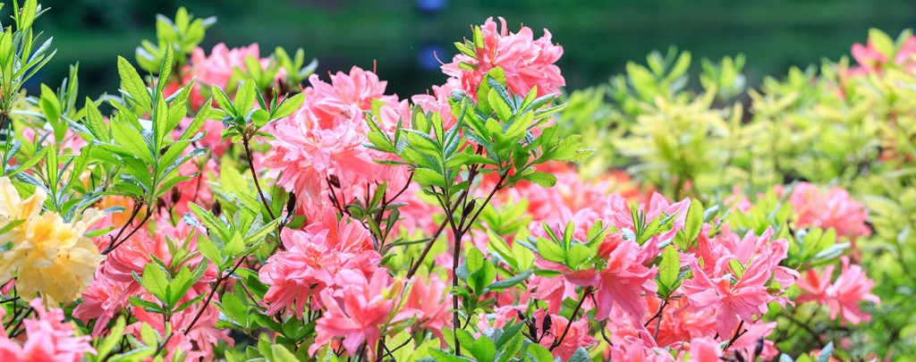 Rhodonite : Propriétés, Histoire, Vertus et Bienfaits — Lithothérapie.net